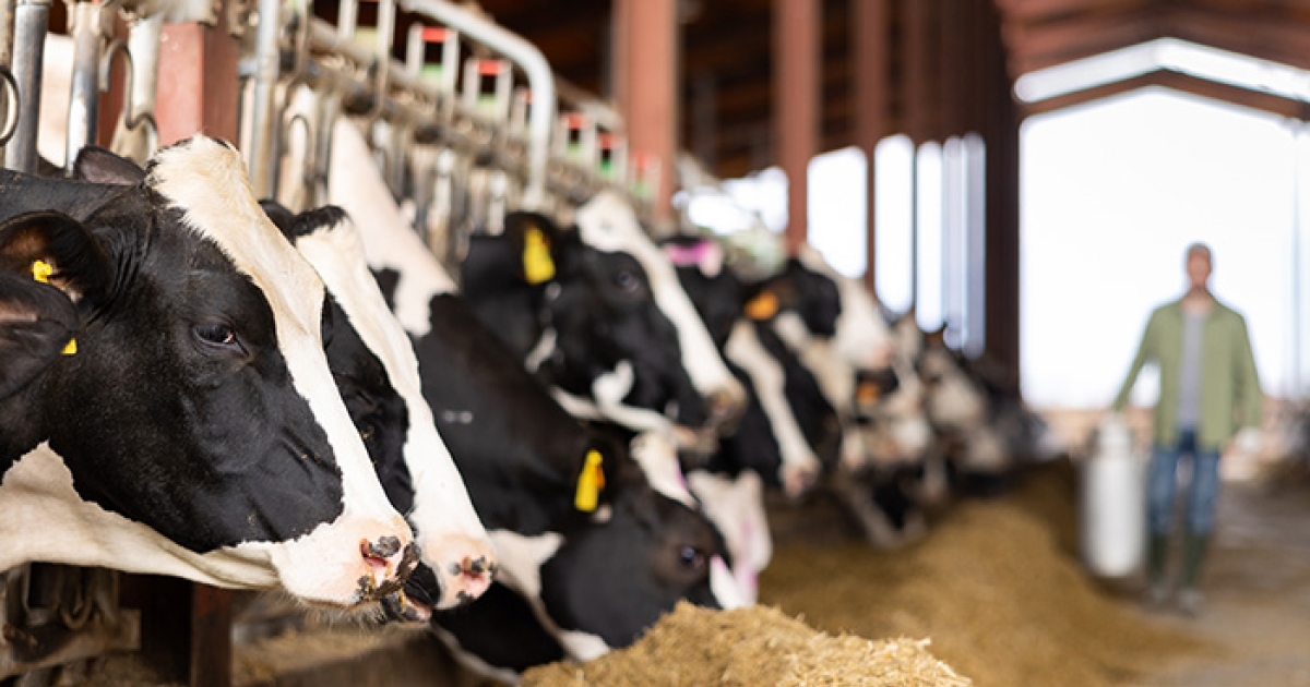 biologically engineered animals