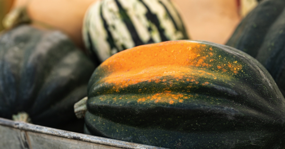 Winter squash: A guide to delicata, honeynut, and more | Center for ...